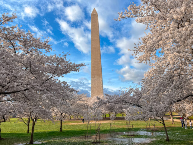 Guide to seeing Cherry Blossoms in Washington DC (2026) - Fernwehrahee